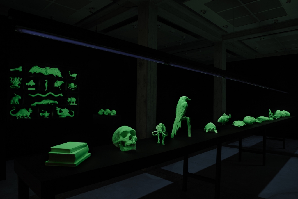 Mark Dion at Kunstmuseum St. Gallen – Art Viewer