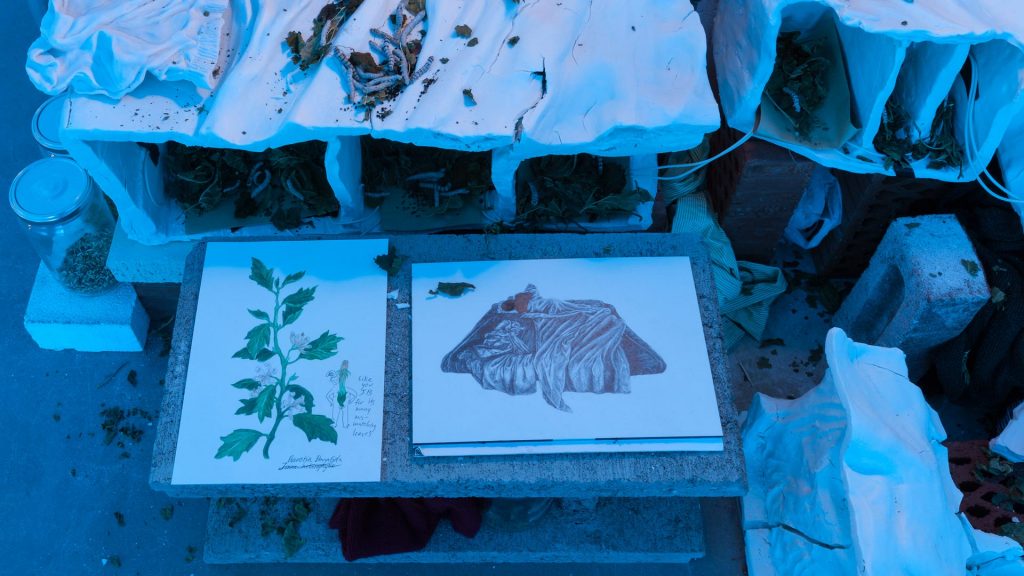 Candice Lin – Art Viewer