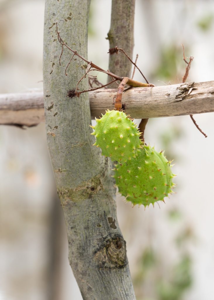 Rasmus Myrup at Tranen – Art Viewer