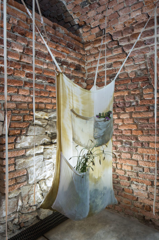 Hairy earthtongue, weeping toothcrust, fairy rings at Futura – Art Viewer