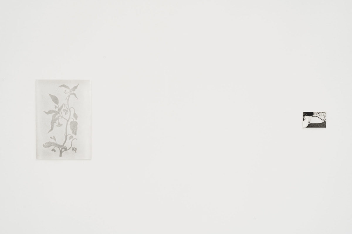 Jochen Lempert at Contemporary Art Centre – Art Viewer