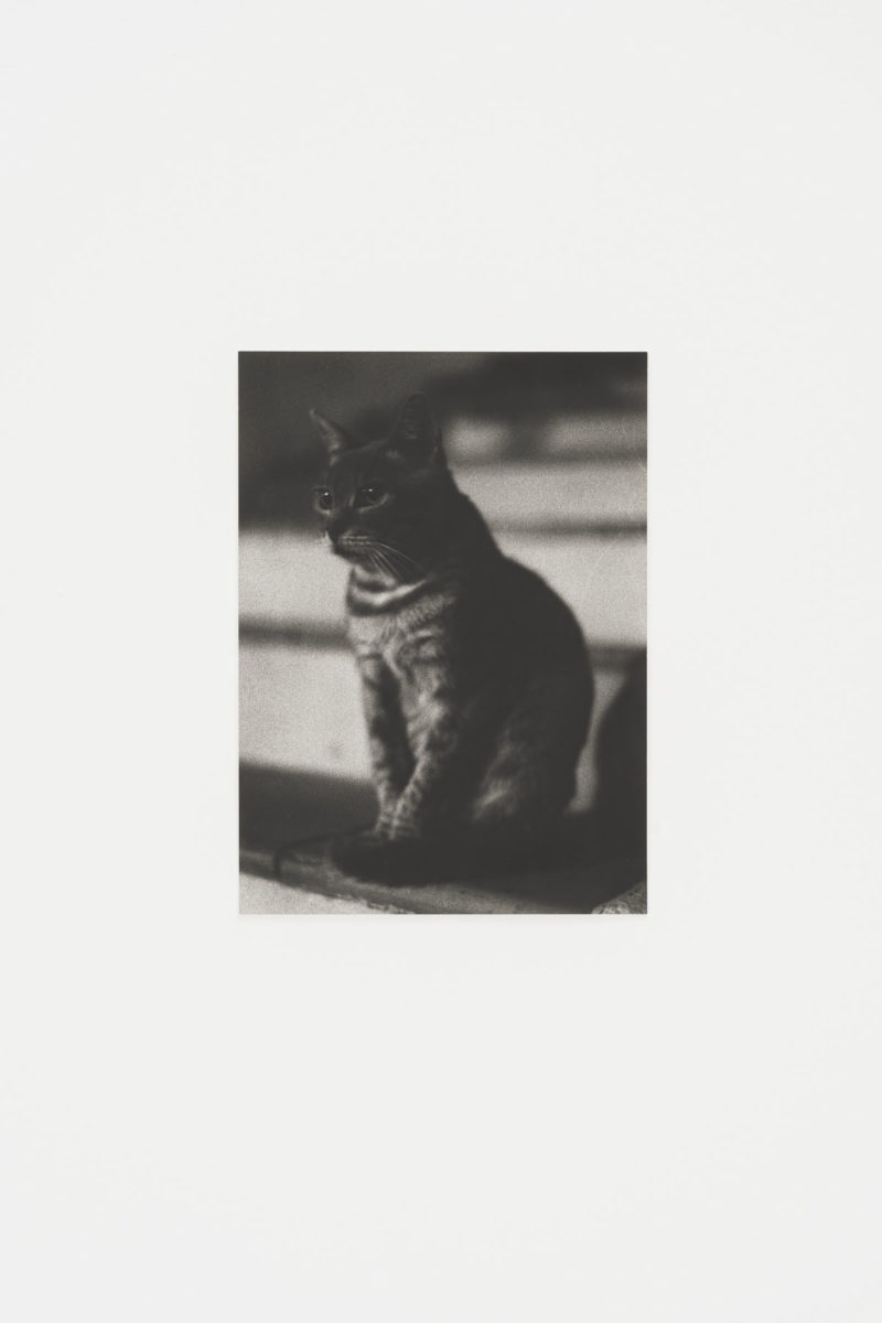 Jochen Lempert at Contemporary Art Centre – Art Viewer