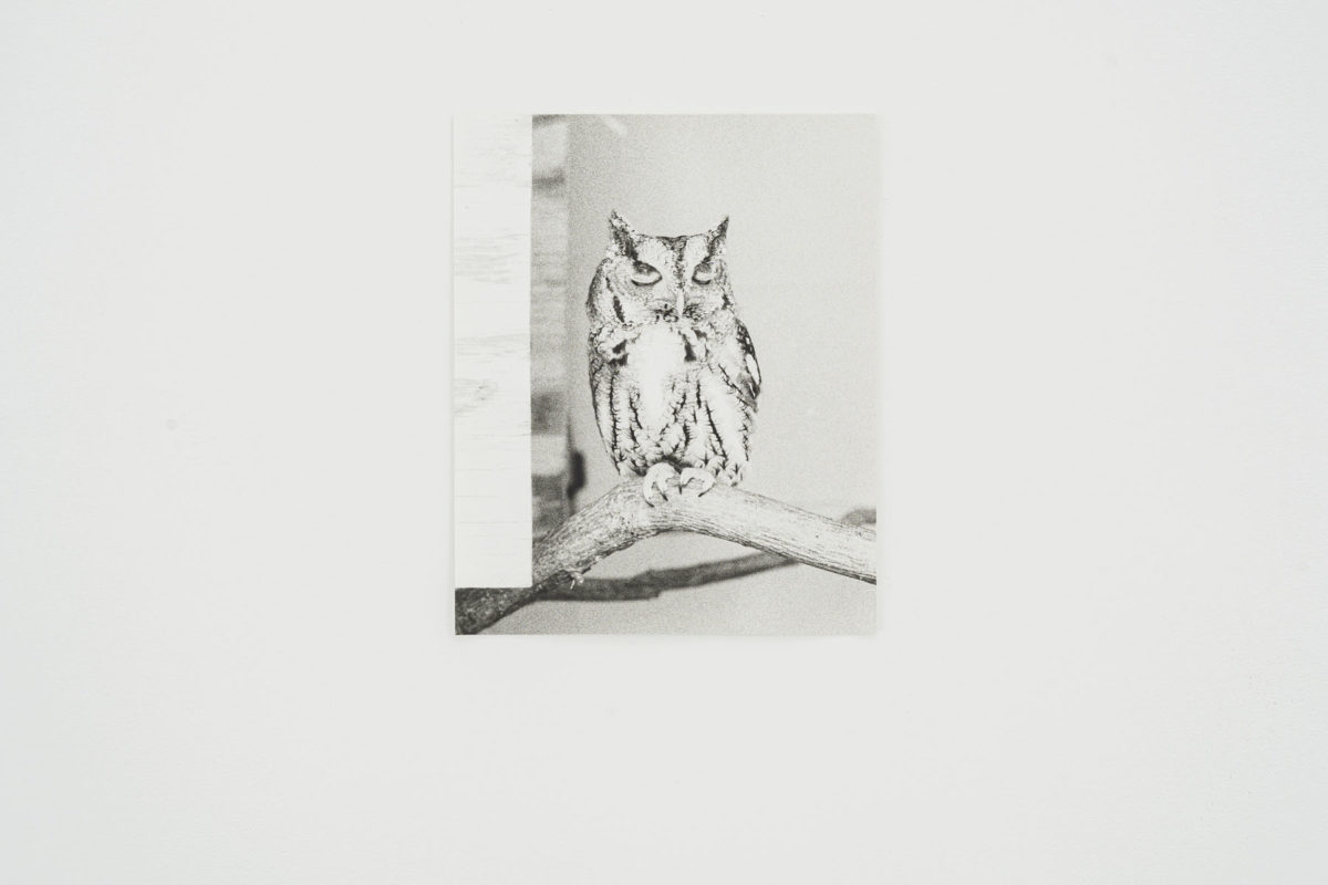 Jochen Lempert at Contemporary Art Centre – Art Viewer
