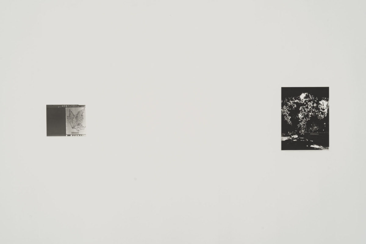 Jochen Lempert at Contemporary Art Centre – Art Viewer