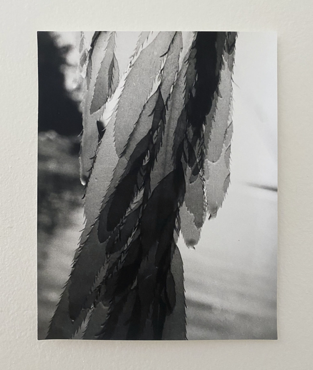 Jochen Lempert at Feuilleton – Art Viewer