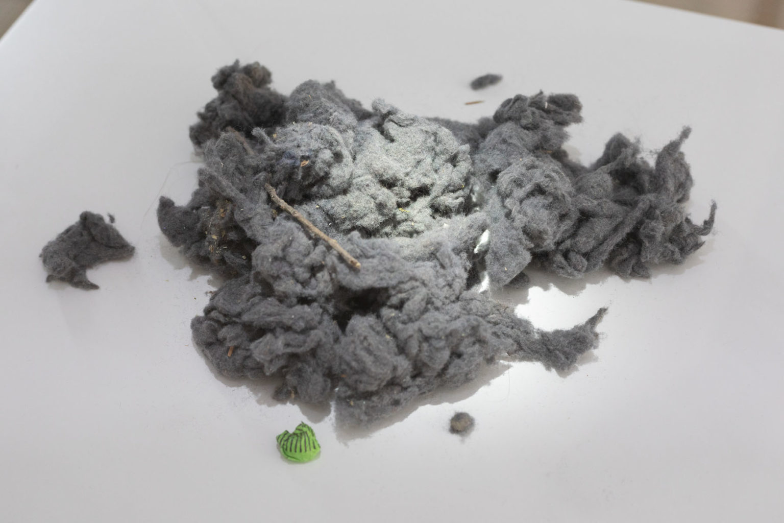 Monilola Olayemi Ilupeju at TIER (The Institute for Endotic Research ...