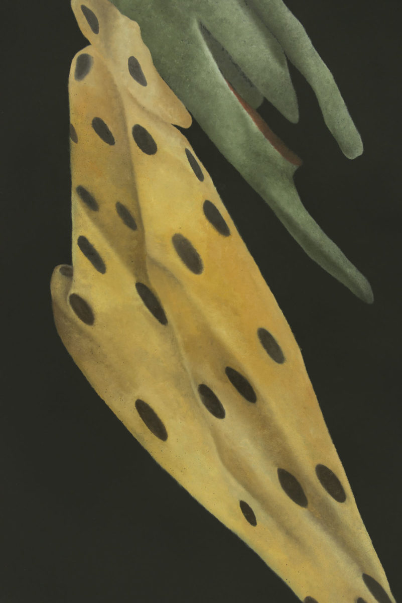 Adam Alessi at Smart Objects – Art Viewer