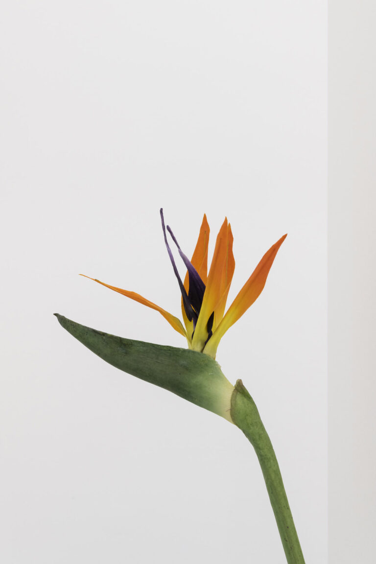 Sandy Williams IV and Monsieur Zohore at Springsteen – Art Viewer