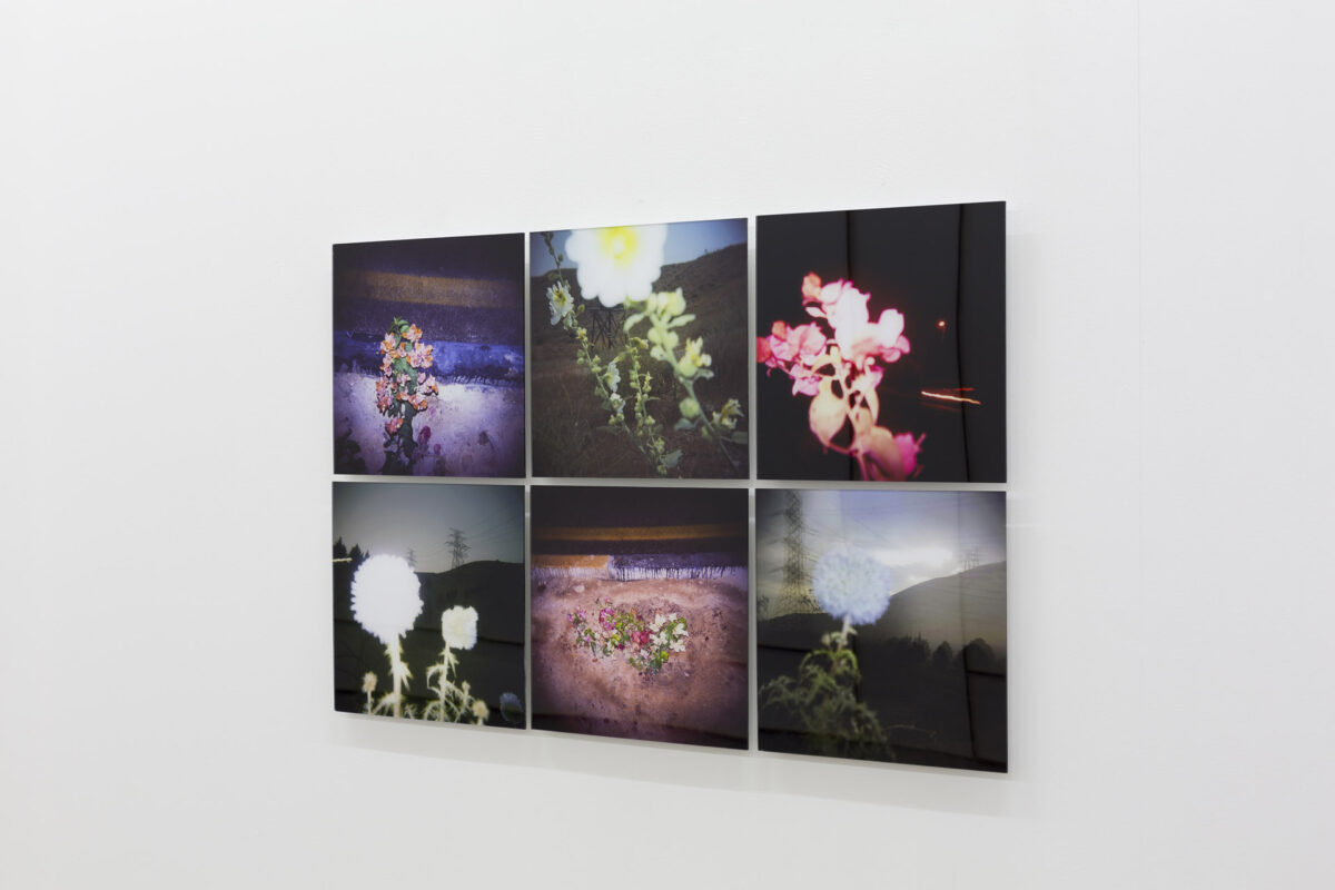Is it possible to be a revolutionary and like flowers? at NEST – Art Viewer