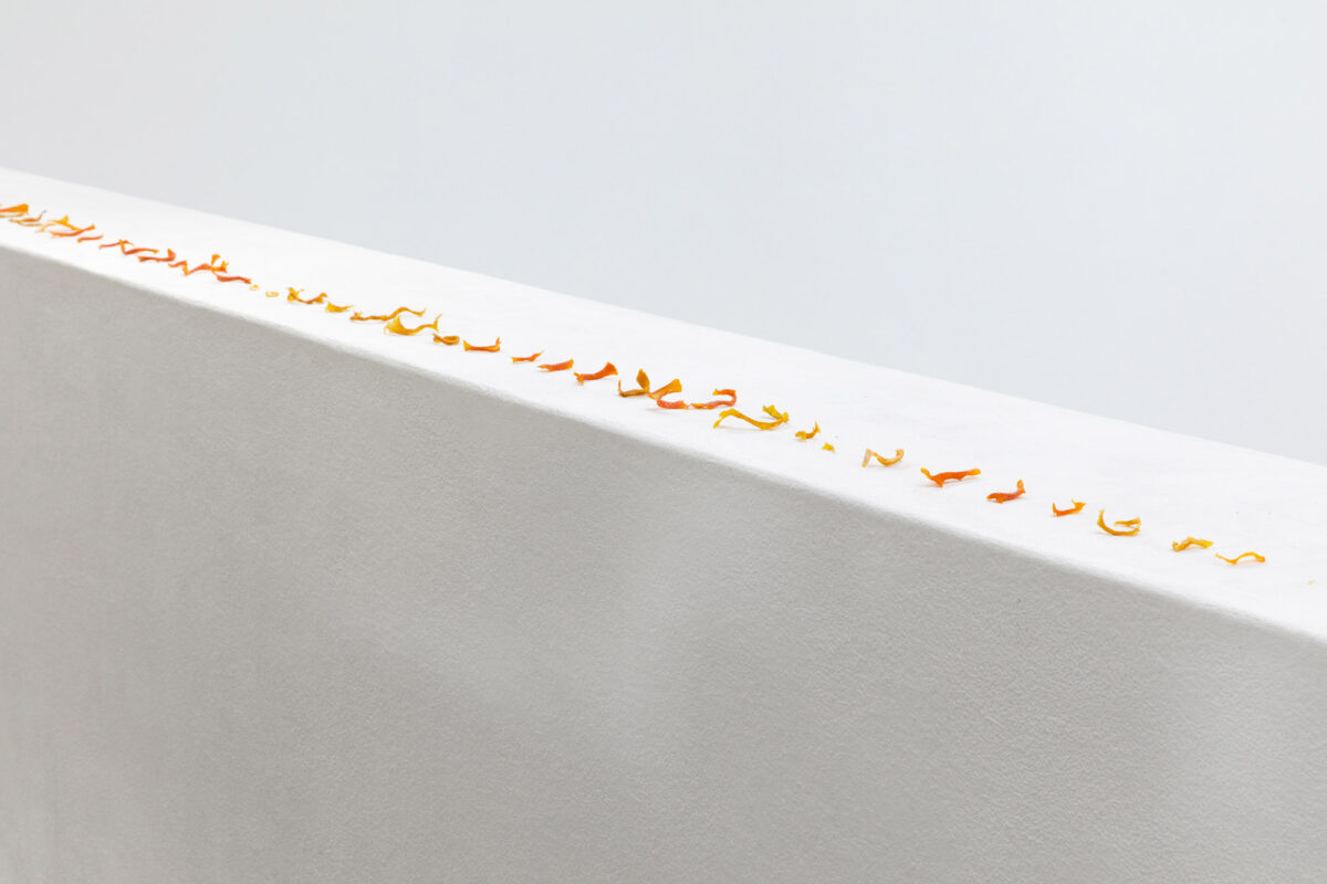 Asad Raza at Portikus – Art Viewer