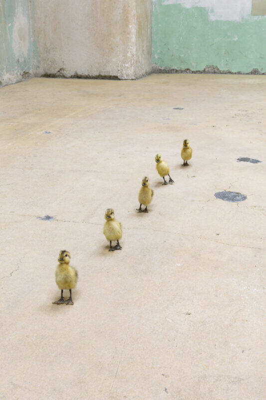 Zoë Field at City Galerie Wien – Art Viewer