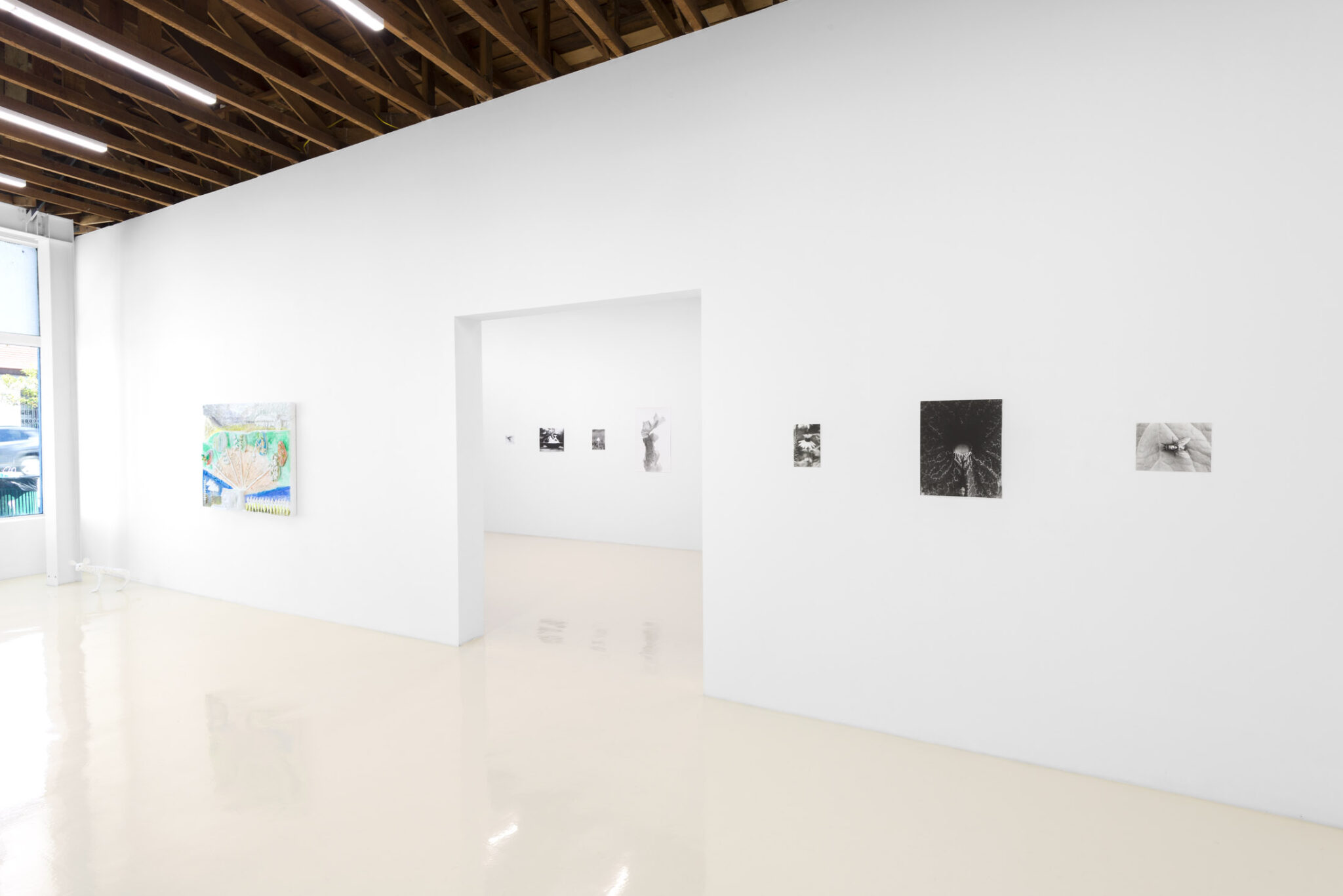 Jochen Lempert and Lin May Saeed at Chris Sharp Gallery – Art Viewer