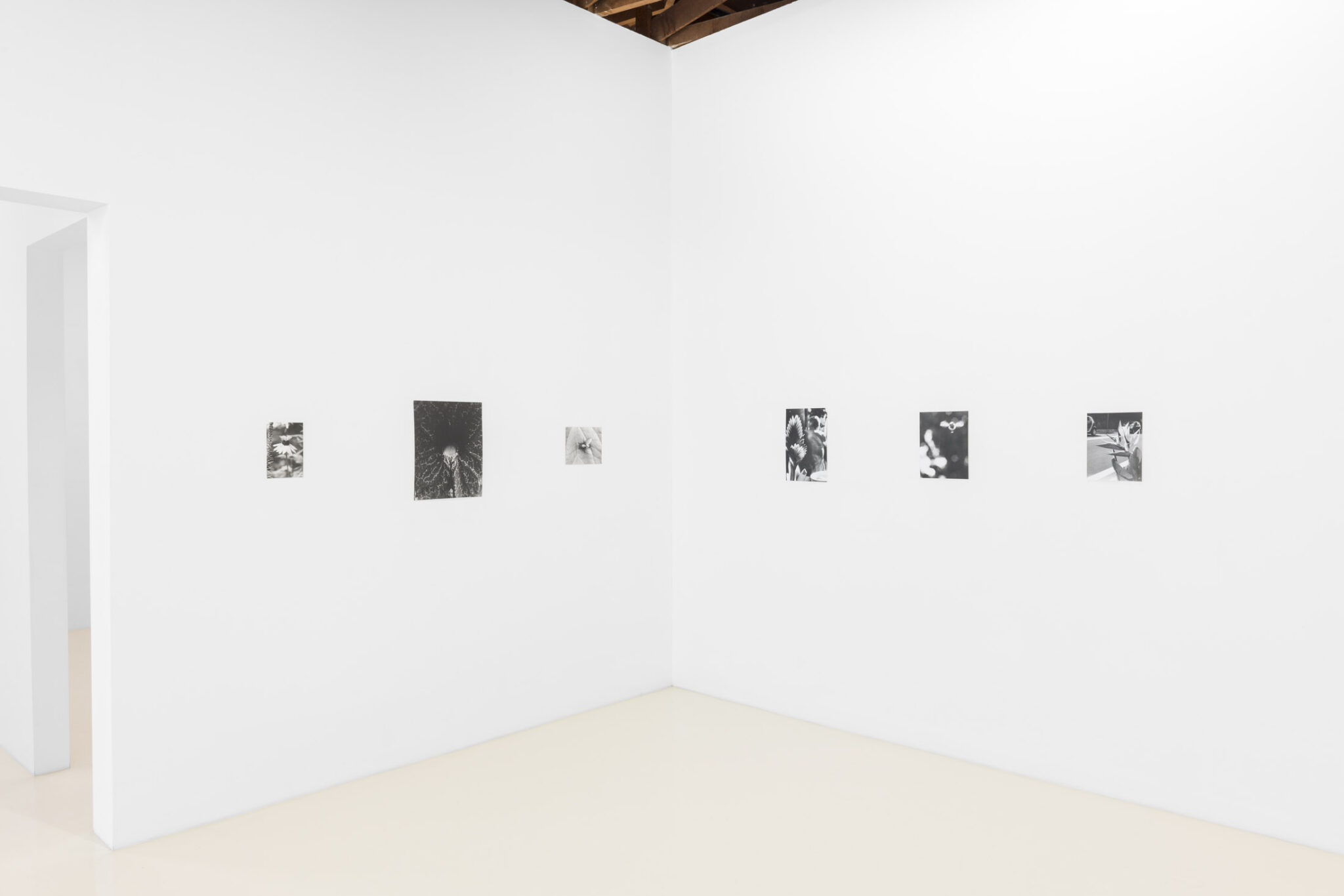 Jochen Lempert and Lin May Saeed at Chris Sharp Gallery – Art Viewer