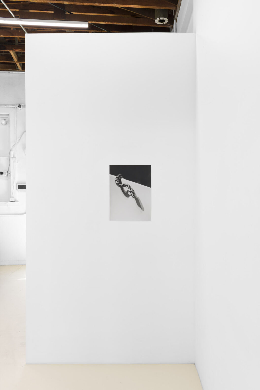 Jochen Lempert and Lin May Saeed at Chris Sharp Gallery – Art Viewer