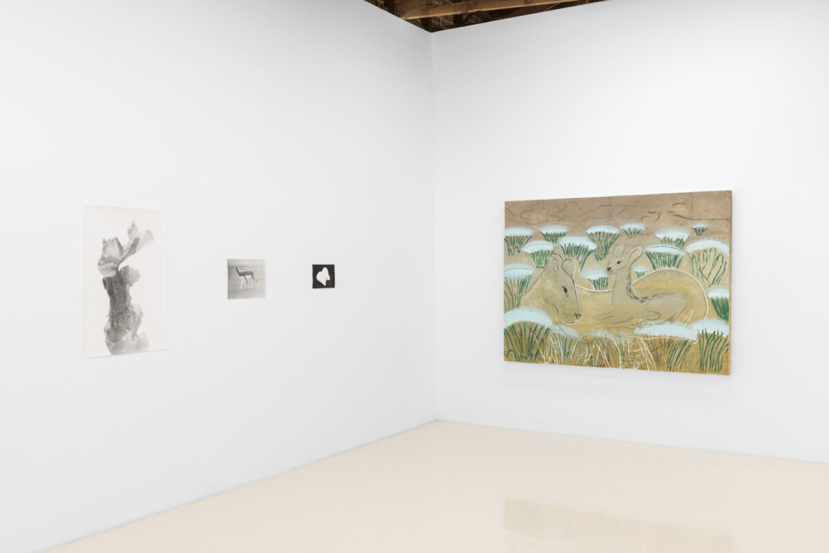 Jochen Lempert and Lin May Saeed at Chris Sharp Gallery – Art Viewer