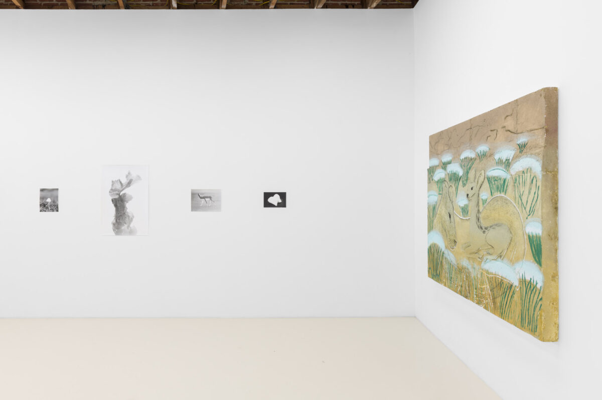 Jochen Lempert and Lin May Saeed at Chris Sharp Gallery – Art Viewer