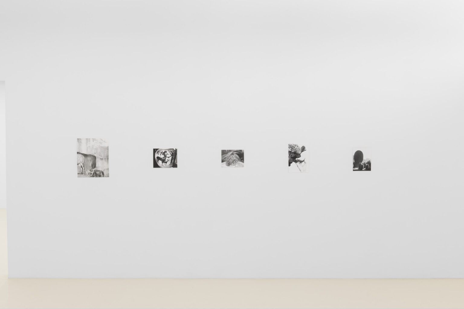 Jochen Lempert and Lin May Saeed at Chris Sharp Gallery – Art Viewer