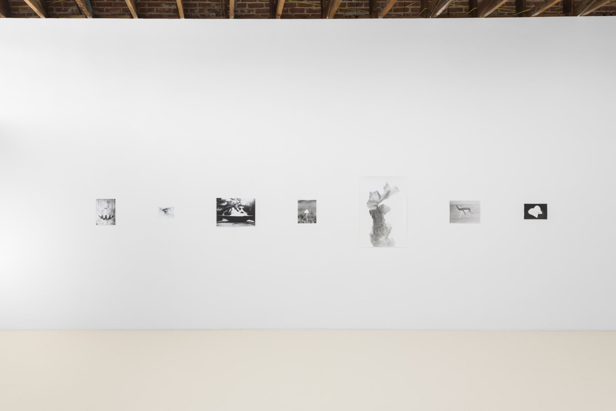 Jochen Lempert and Lin May Saeed at Chris Sharp Gallery – Art Viewer