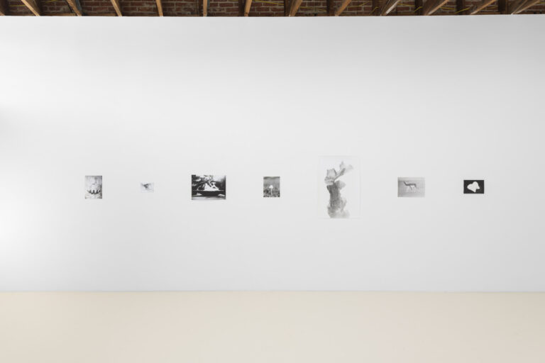 Jochen Lempert and Lin May Saeed at Chris Sharp Gallery – Art Viewer