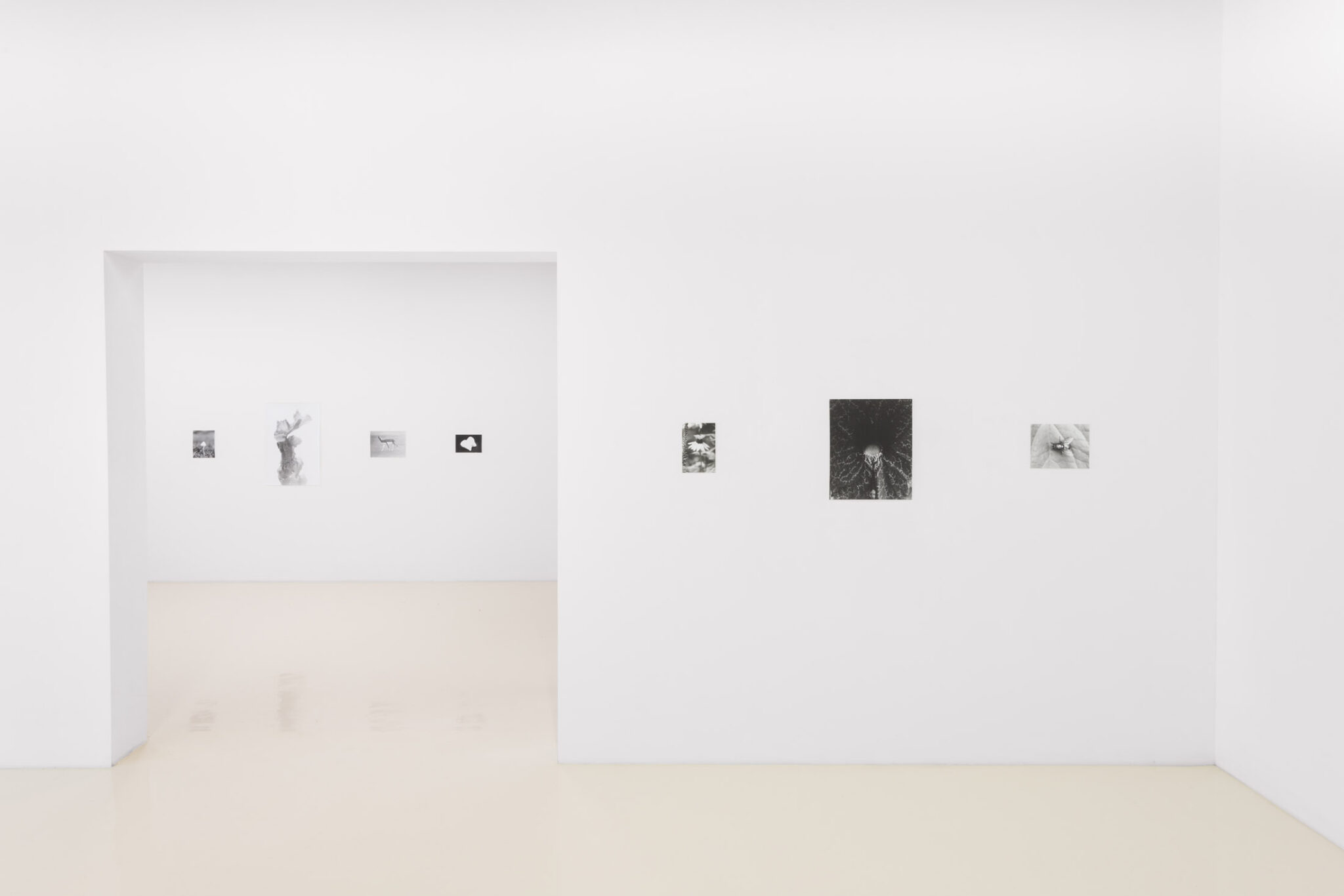 Jochen Lempert and Lin May Saeed at Chris Sharp Gallery – Art Viewer