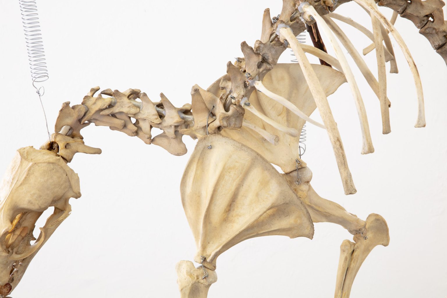 Patricia Belli at Parallel Oaxaca – Art Viewer